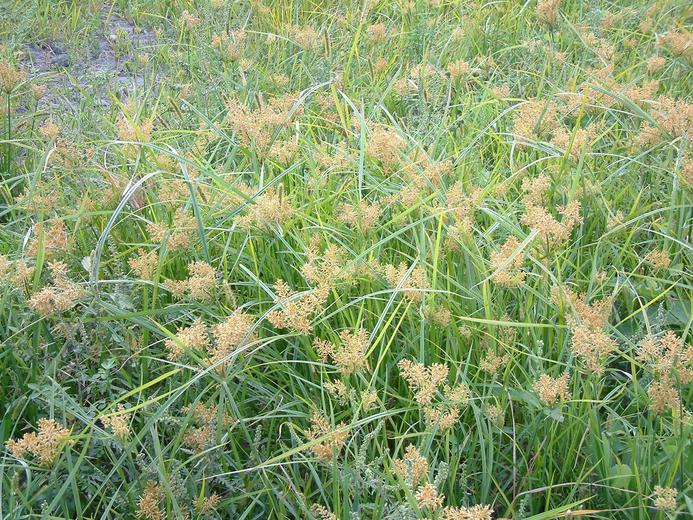 Lo zigolo dolce – una infestante invasiva - Domenico Citterio & C.